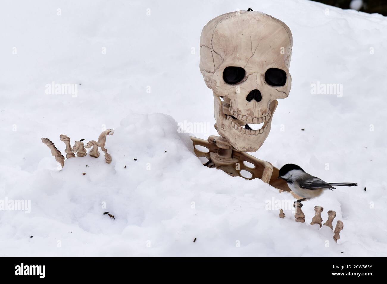 Skeleton in snow hi-res stock photography and images - Alamy