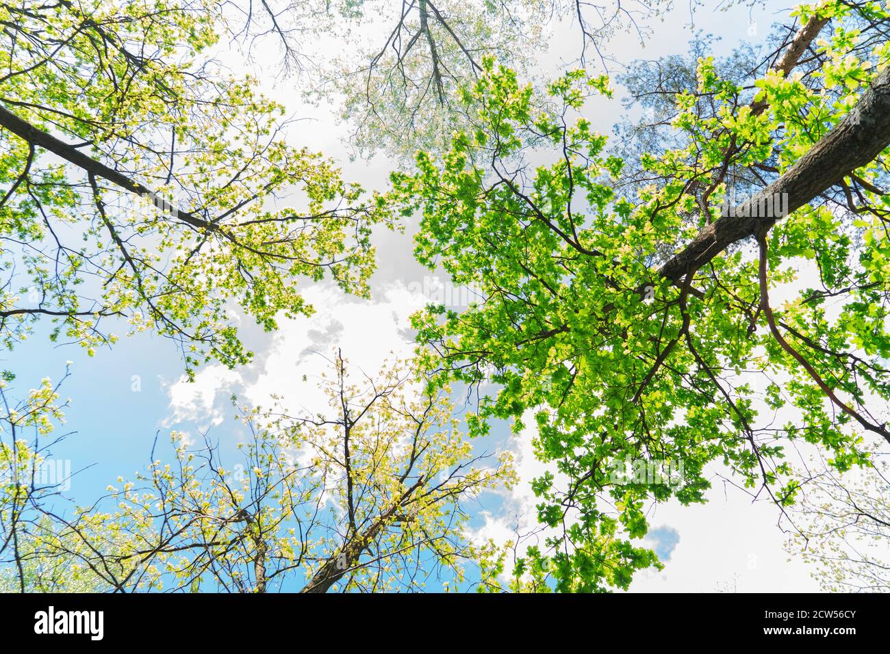 Spring forest background Stock Photo - Alamy