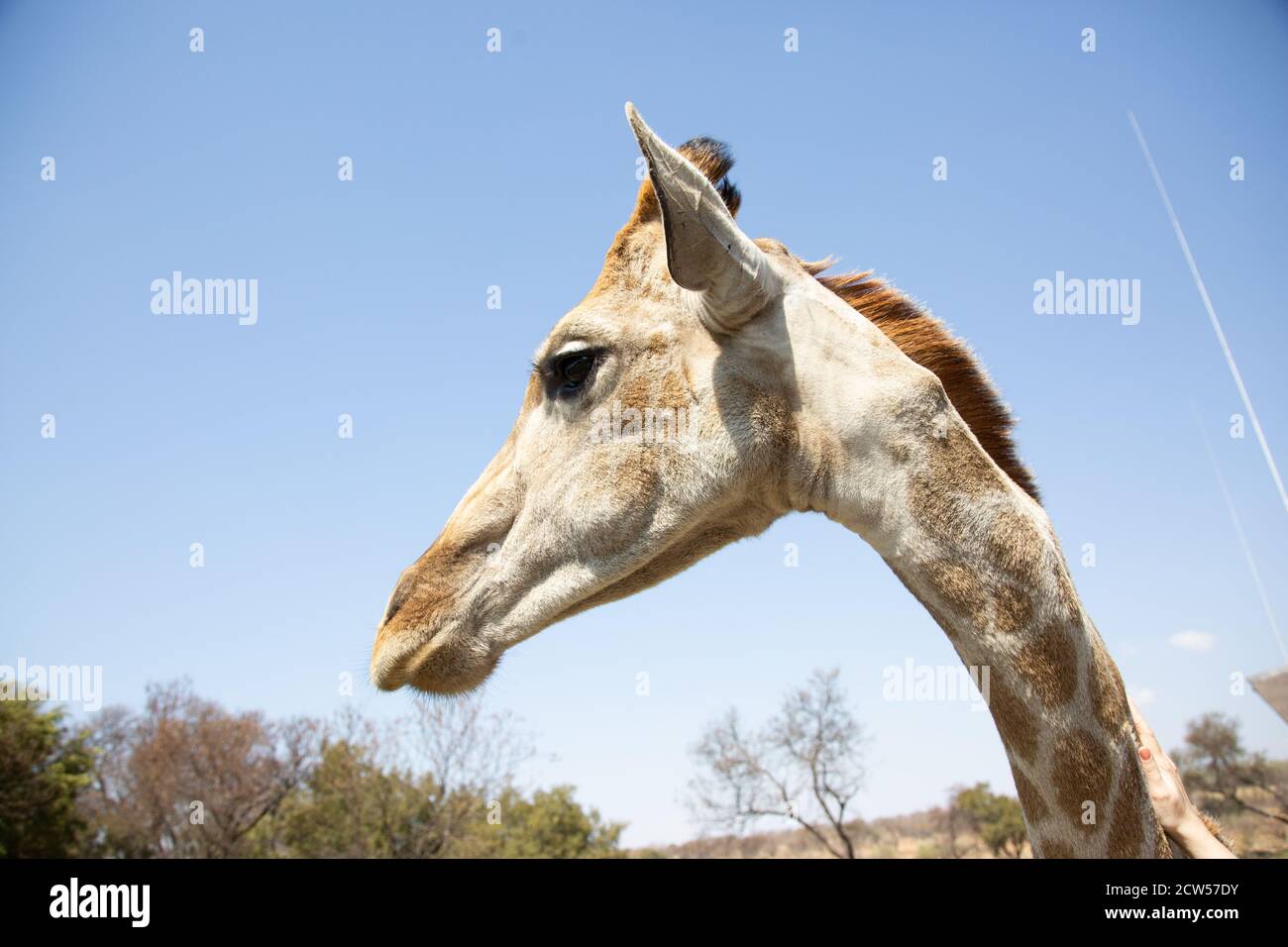 Safari in East Africa plains Stock Photo - Alamy