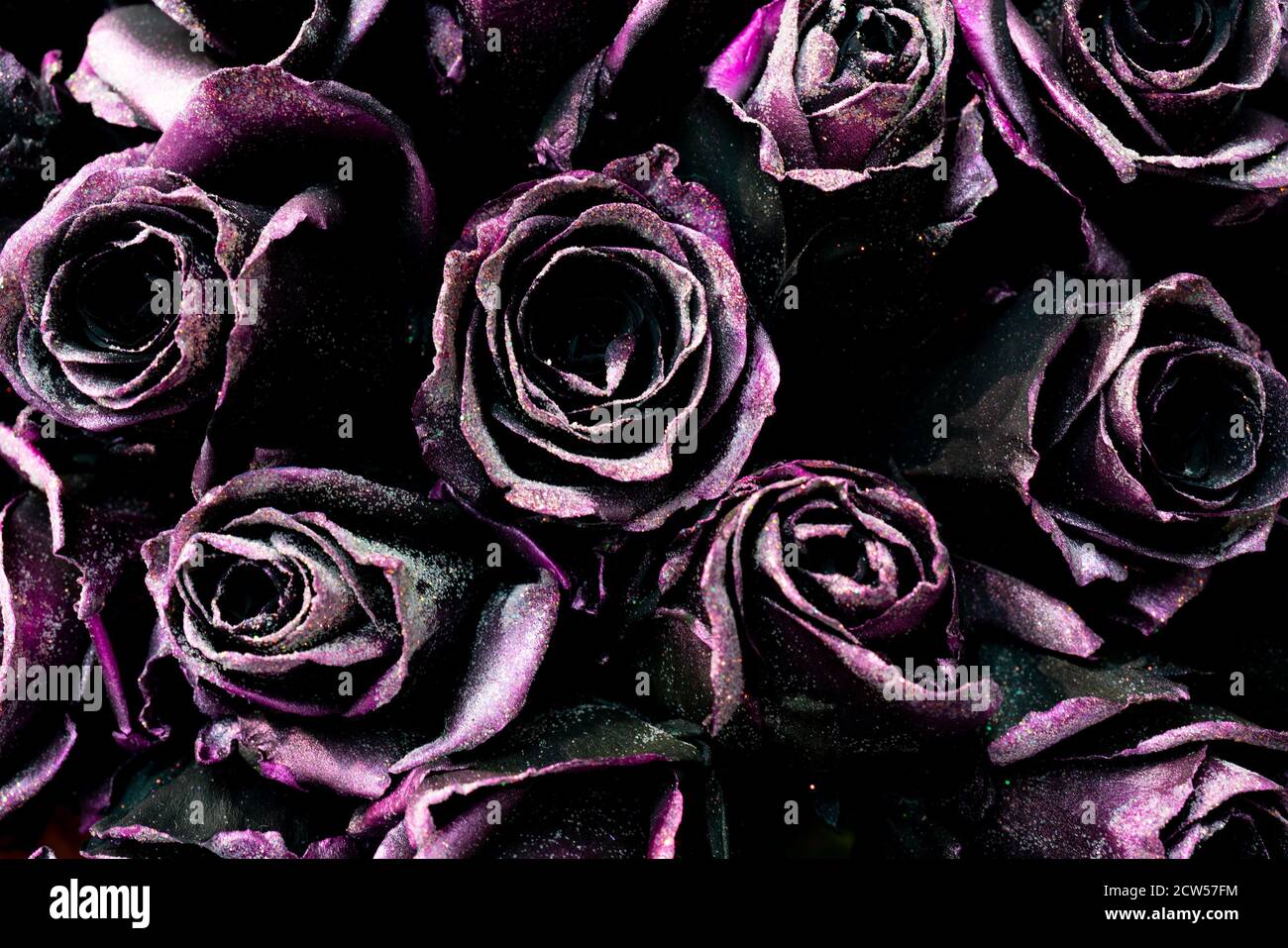 Beautiful dark pink roses. Natural flower background. Texture of ...