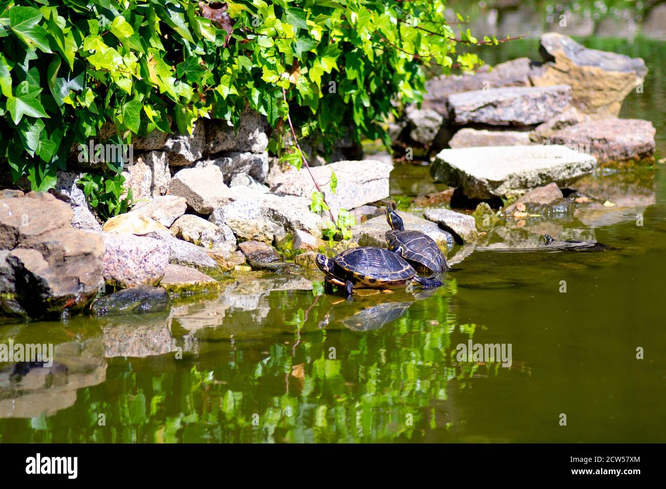 turtle couple in the lake Stock Photo - Alamy