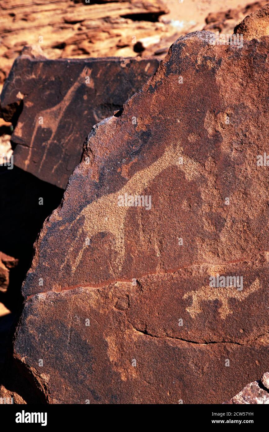 Prehistoric rock engravings of giraffes adorn a sandstone slab at ...
