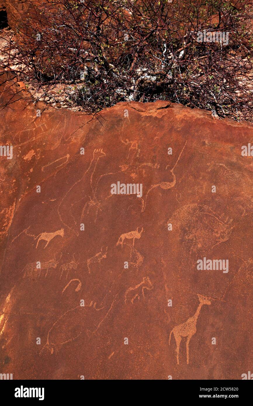 Prehistoric rock engravings of animals adorning a sandstone slab at ...