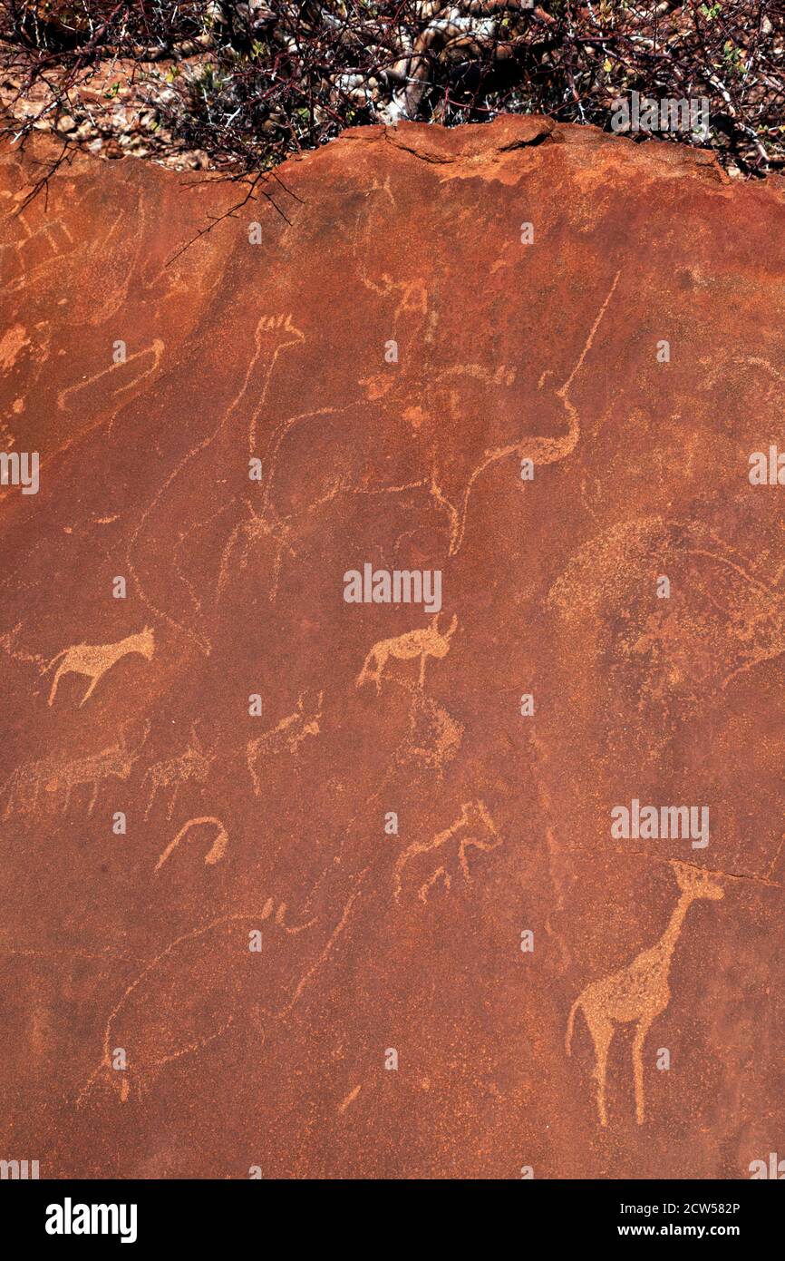 Prehistoric rock engravings of animals adorning a sandstone slab at ...