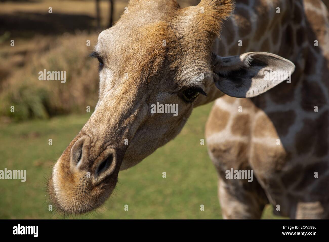 Safari in East Africa plains Stock Photo - Alamy