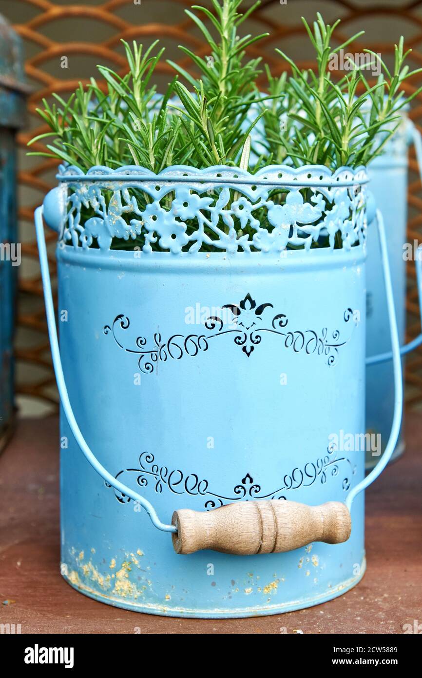 Rosemary herb growing in blue painted metal bucket in vintage style ...
