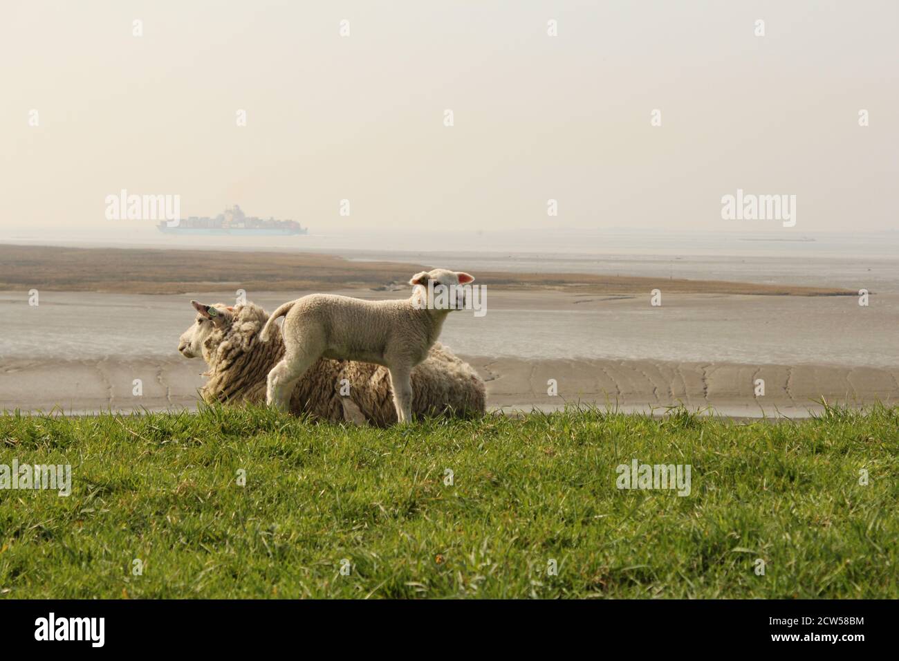 Livestock ship hi-res stock photography and images - Alamy