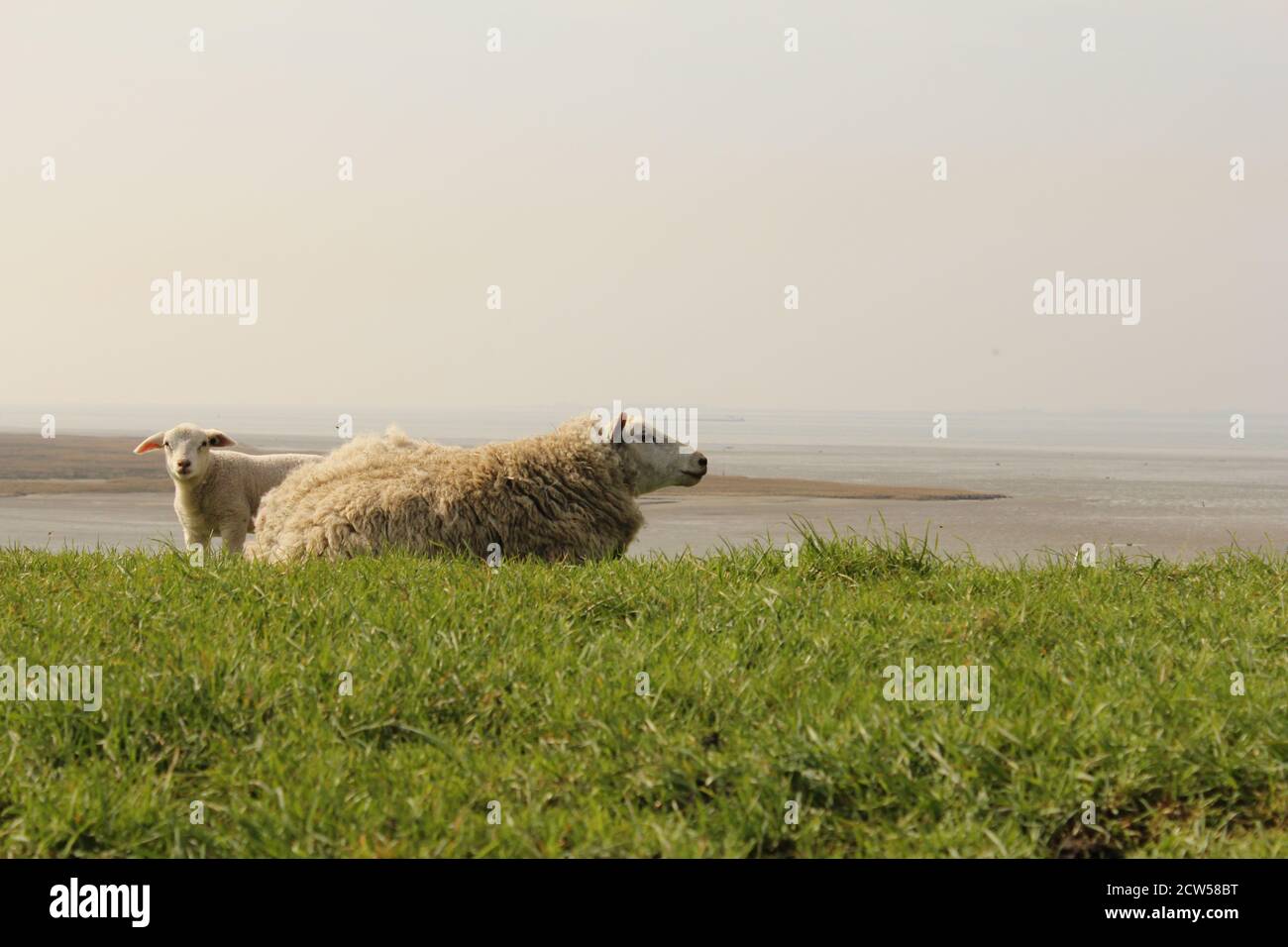 a sheep and a cute little lamb at a green dike along the westerschelde ...