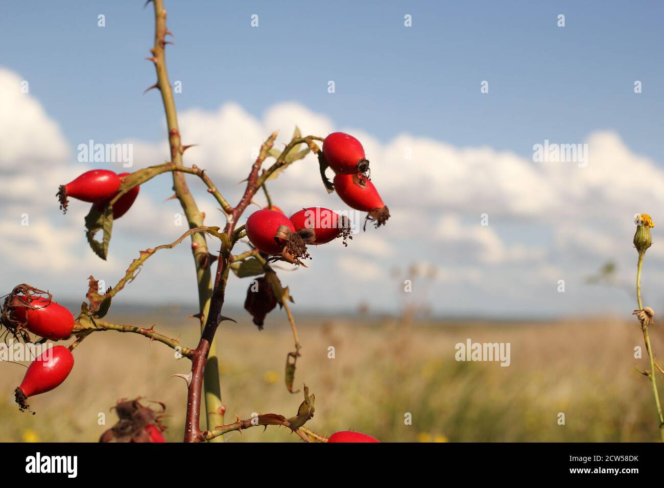 Marsh berries hi-res stock photography and images - Alamy