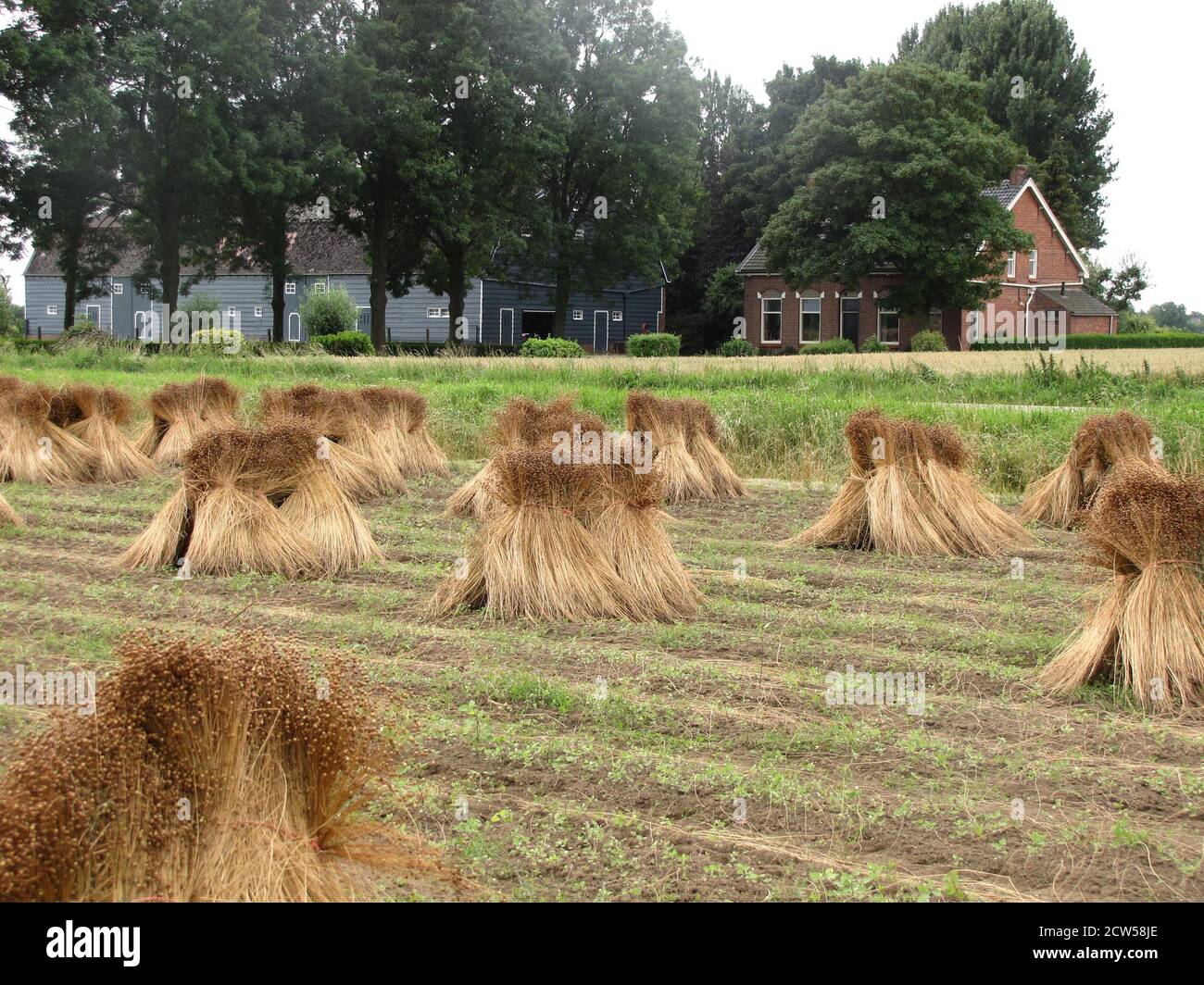 Flax fields hi-res stock photography and images - Alamy