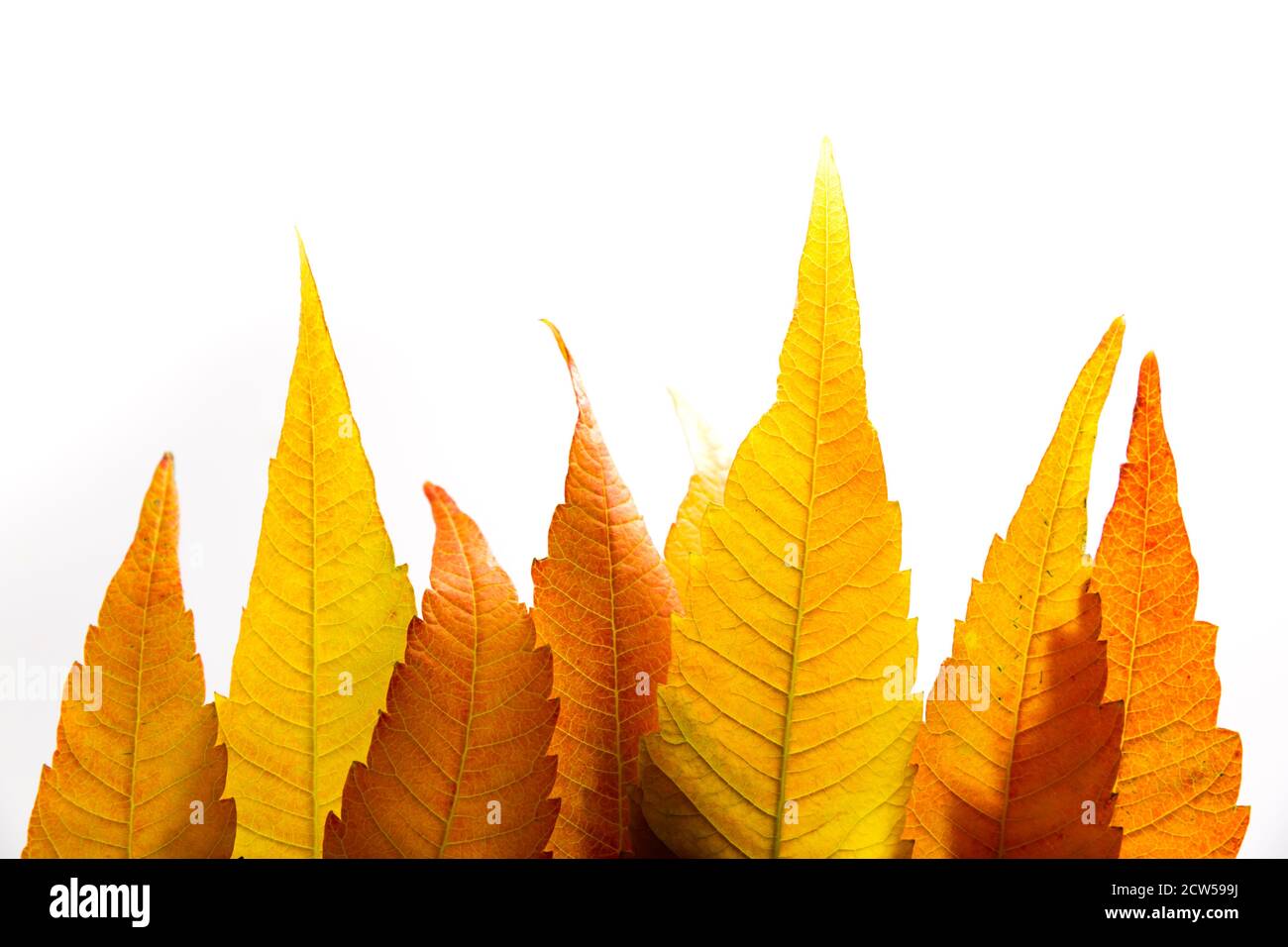 Border Frame of colored autumn leaves falling isolated on white ...
