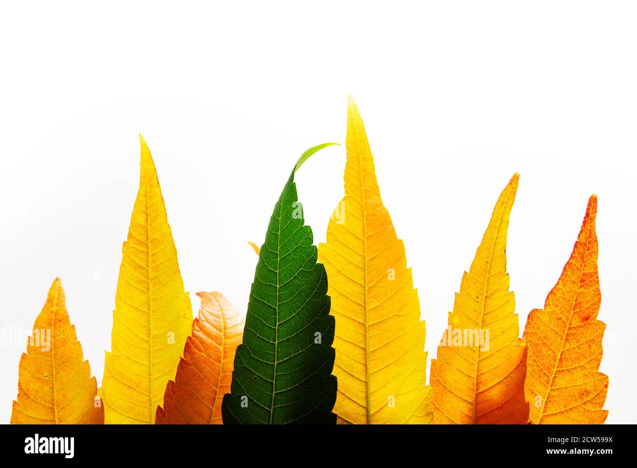 Border Frame of colored autumn leaves falling isolated on white ...