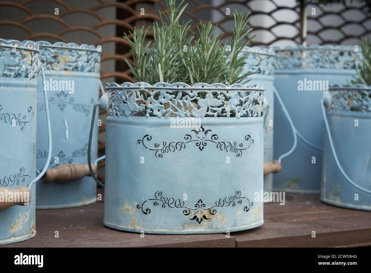 Rosemary herb growing in blue painted metal bucket in vintage style ...