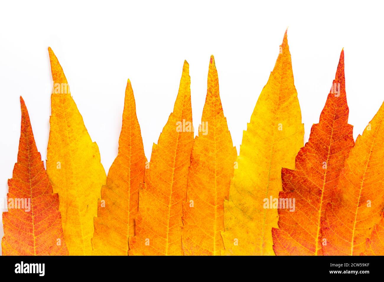 Border Frame of colored autumn leaves falling isolated on white ...