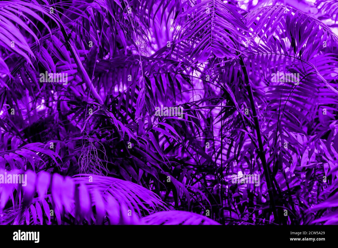 Ultra Violet background with fresh tropical leaves. backdrop for your ...