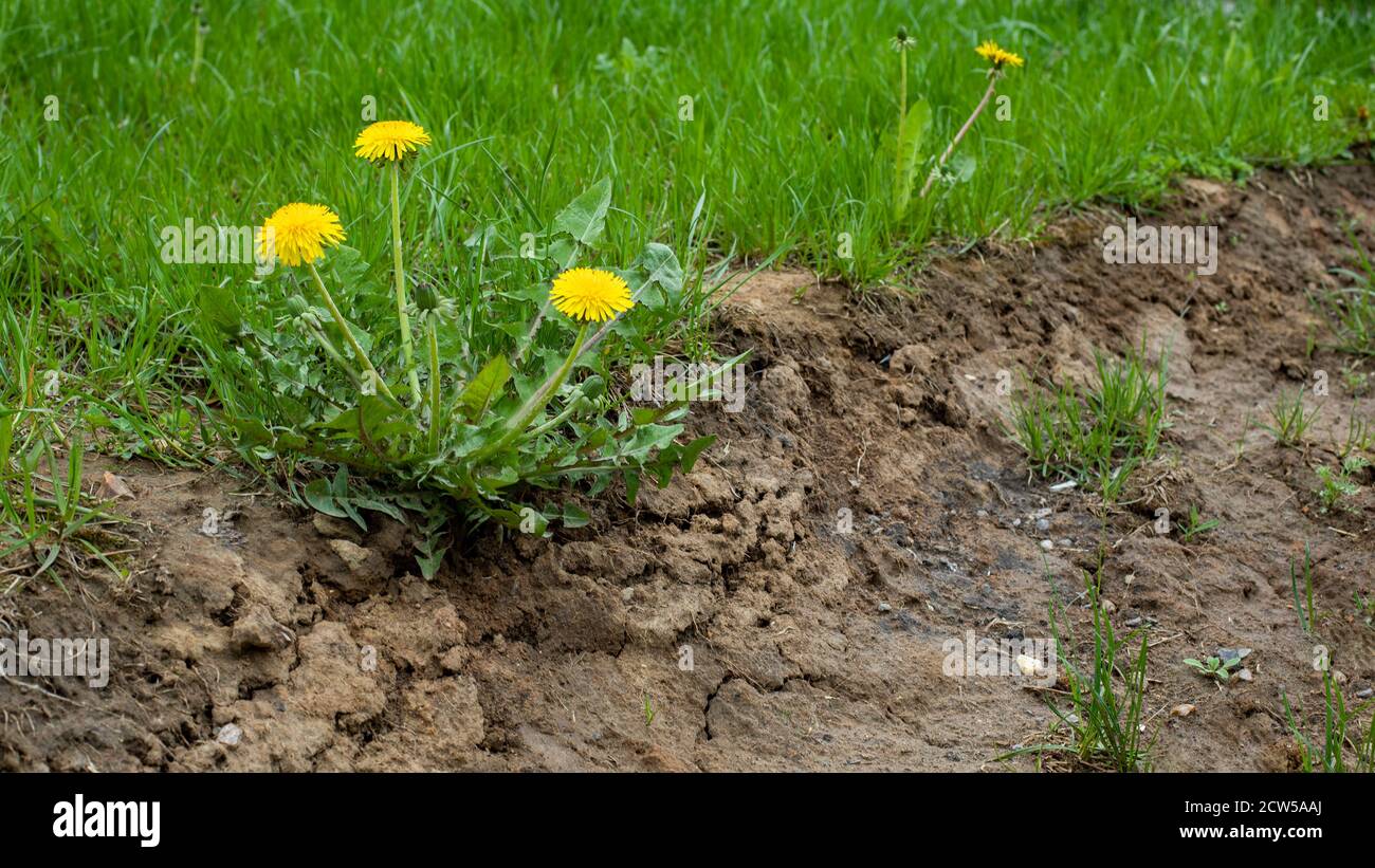 A bush of dandelion blossom with bright sunny yellow flowers at the ...