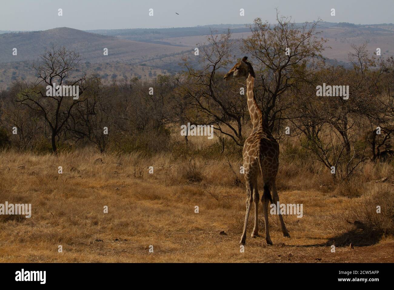 Safari in East Africa plains Stock Photo - Alamy