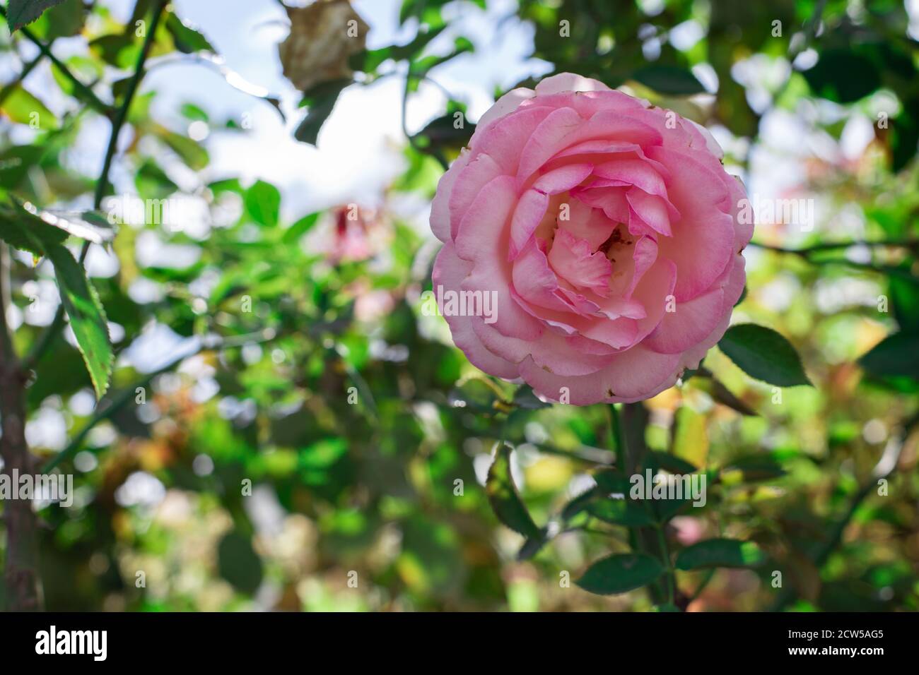 Big pink rose flower blossom, natural background backdrop design. Open ...