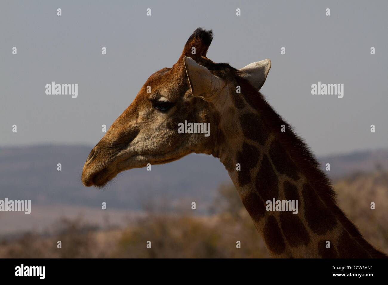 Safari in East Africa plains Stock Photo - Alamy