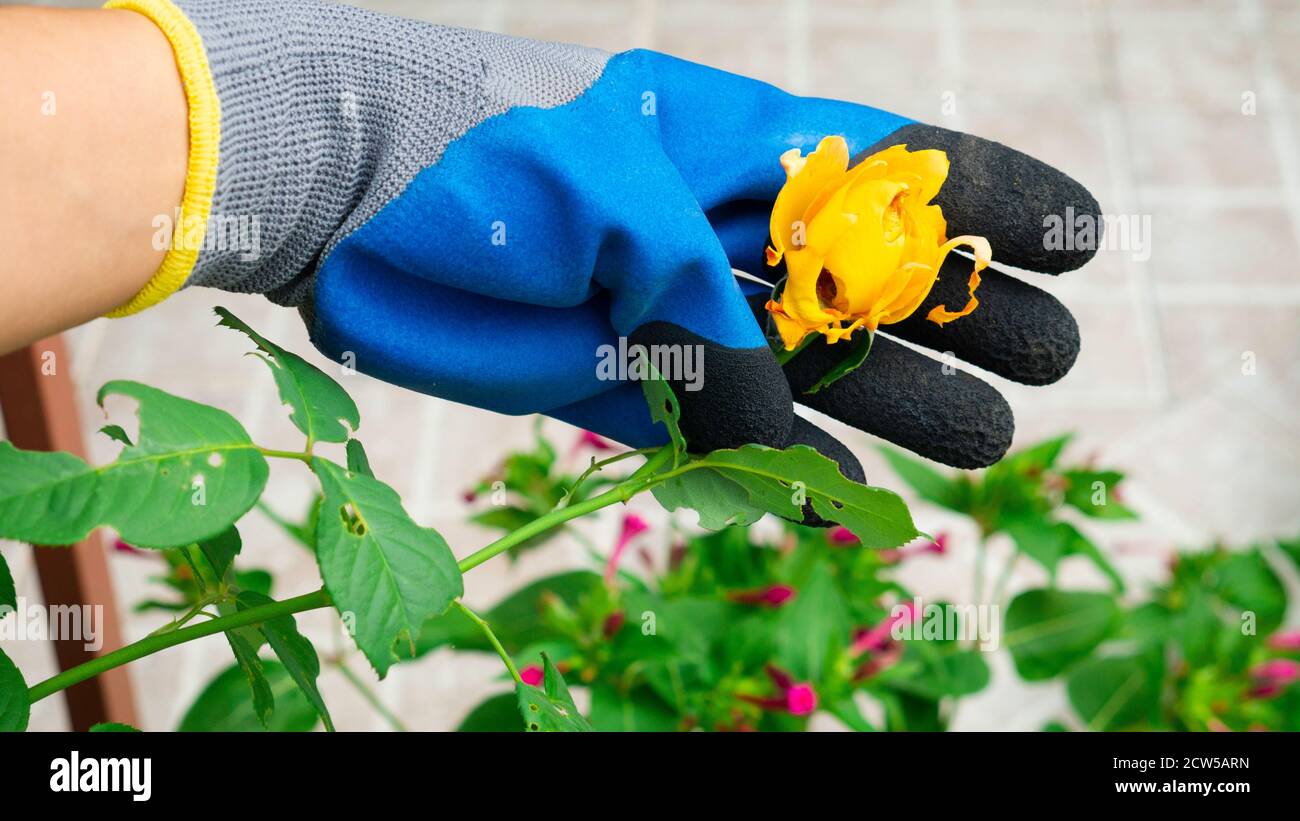 Problem of insects hi-res stock photography and images - Alamy