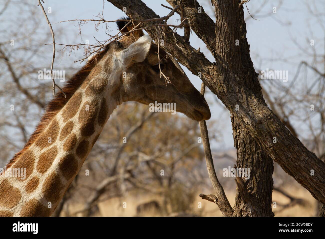Safari in East Africa plains Stock Photo - Alamy