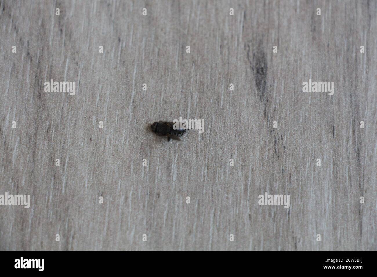 A fly got killed. We smacked it Stock Photo - Alamy