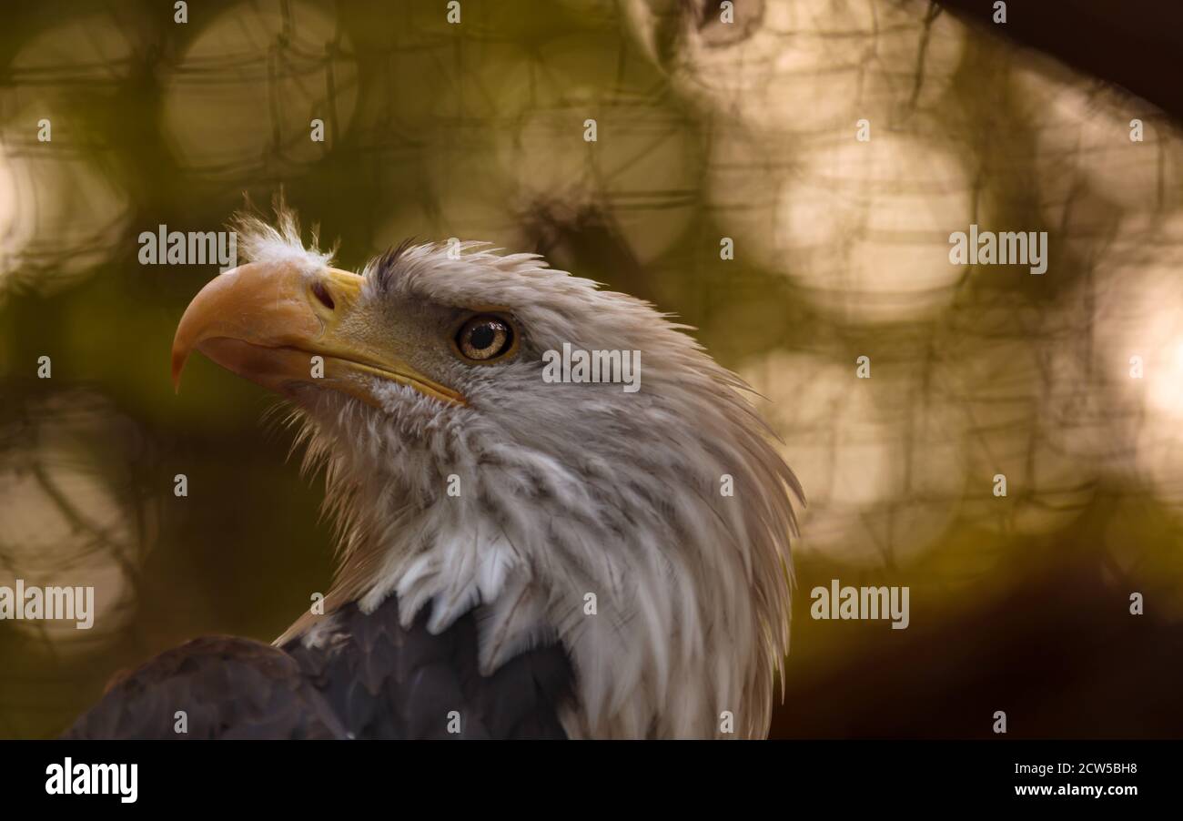 American eagle. Majectic white head wildlife predatory bird. Closeup ...