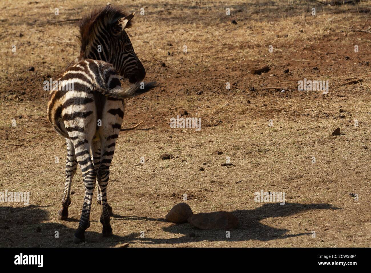 Safari in East Africa plains Stock Photo - Alamy