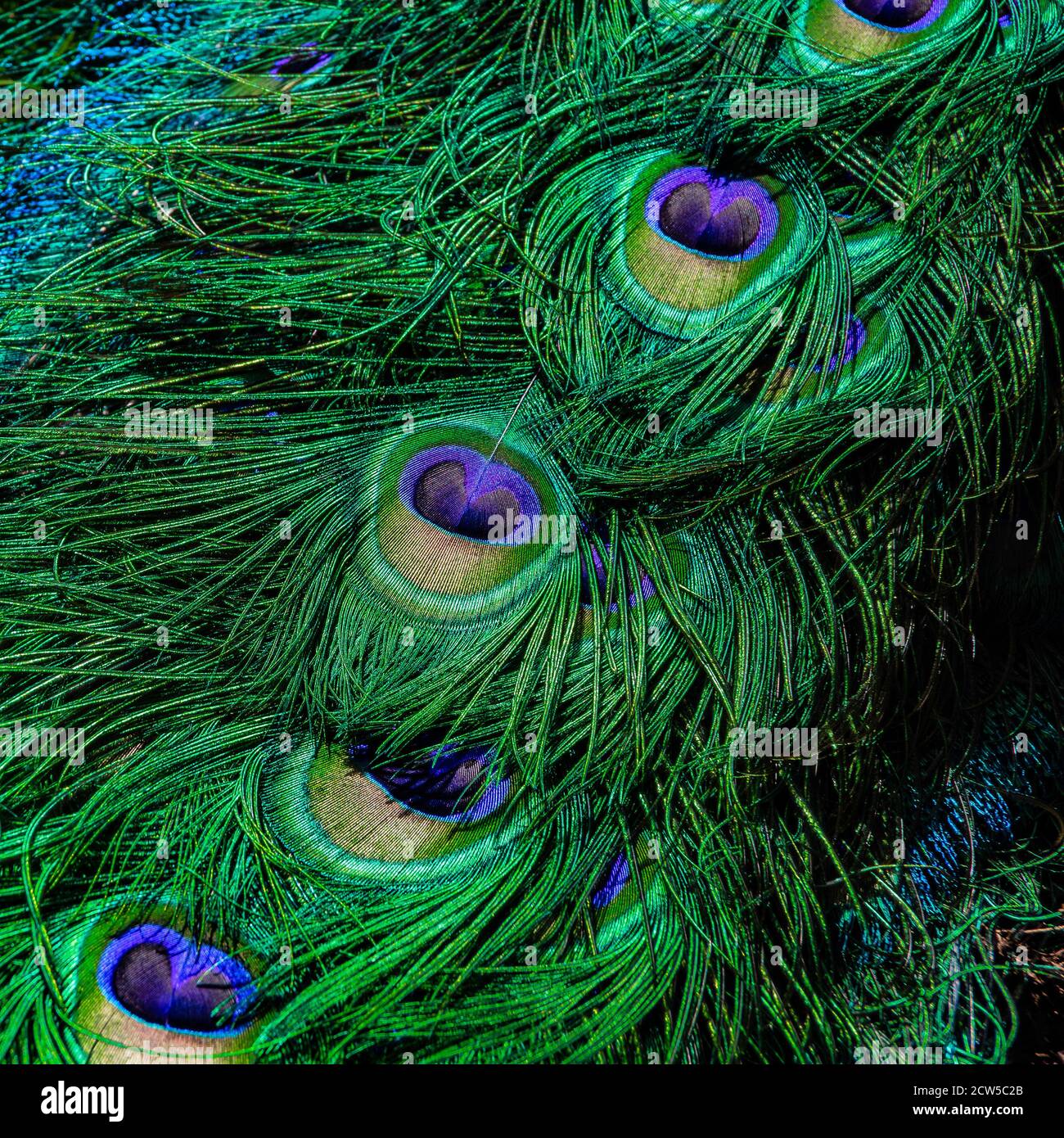 Beacon hill park hi-res stock photography and images - Alamy