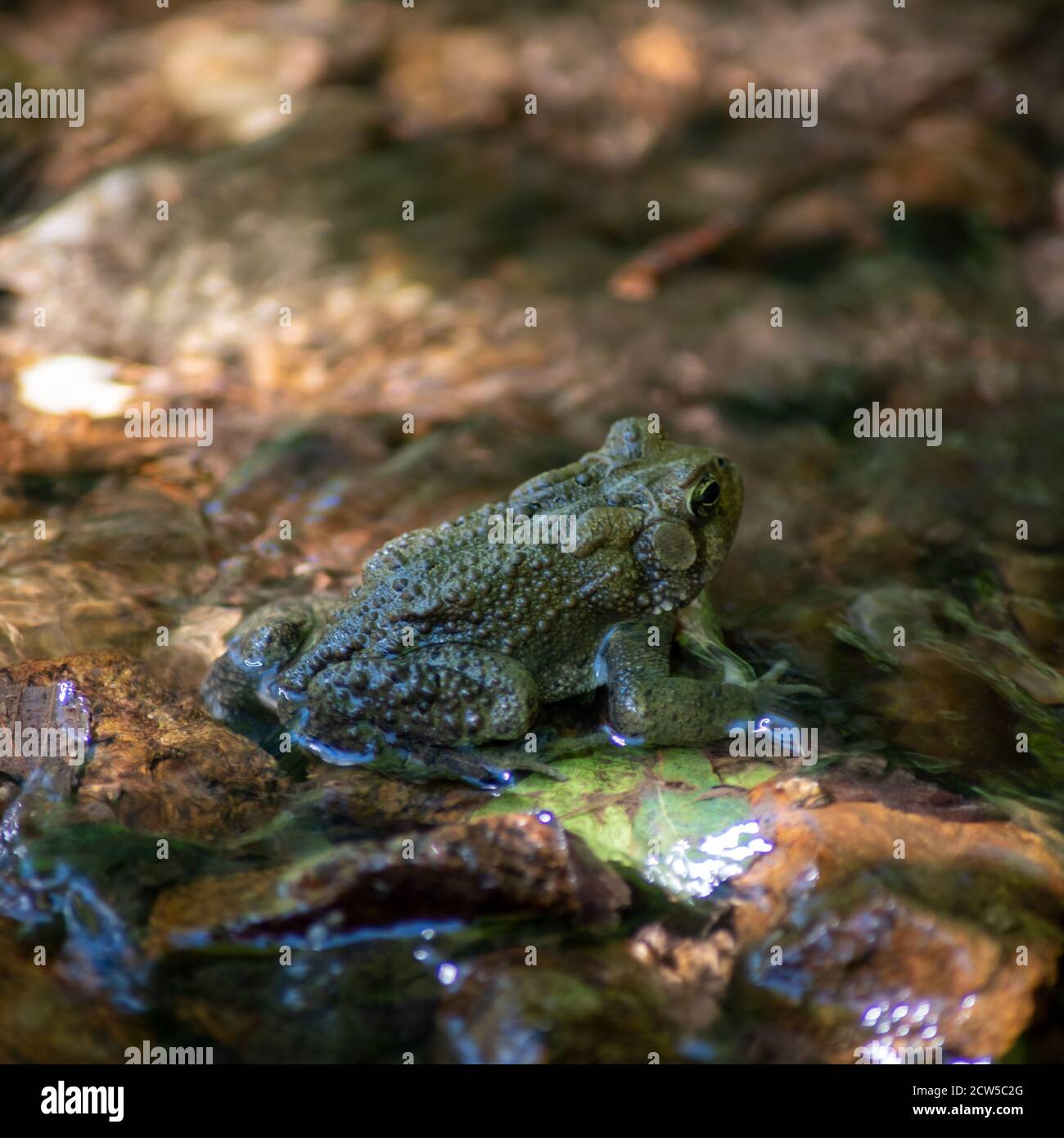 Toad life cycle hi-res stock photography and images - Alamy
