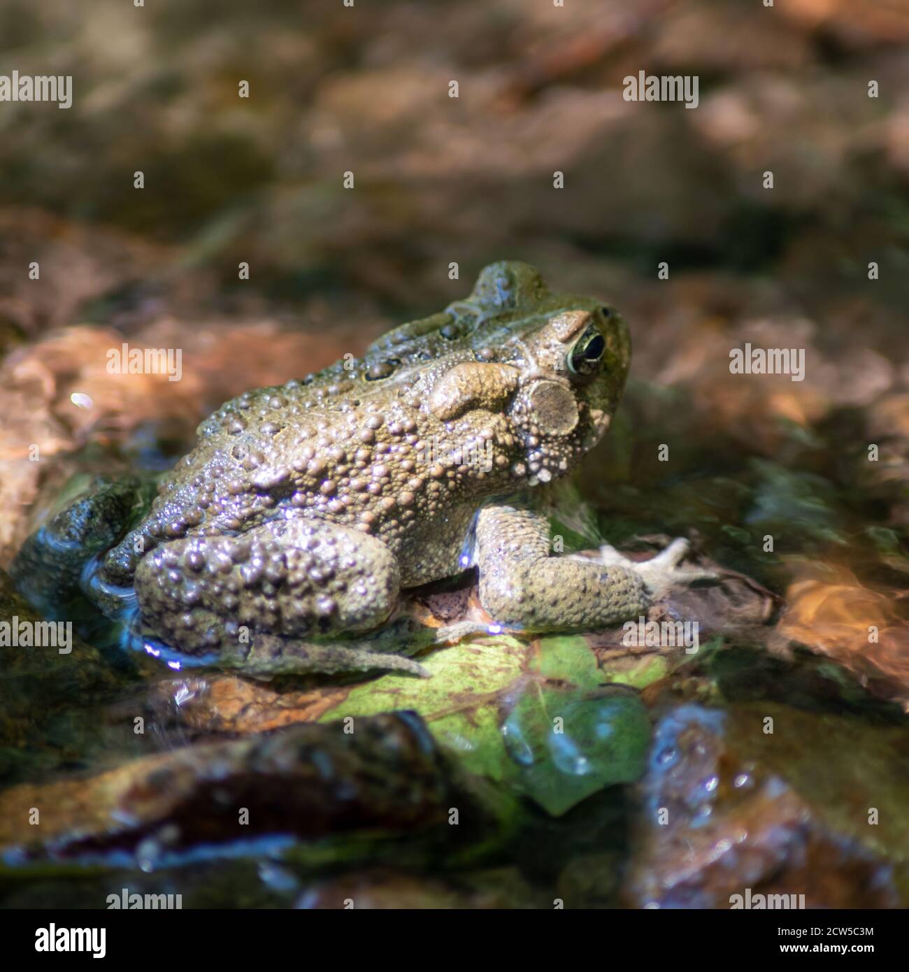 Toad life cycle hi-res stock photography and images - Alamy
