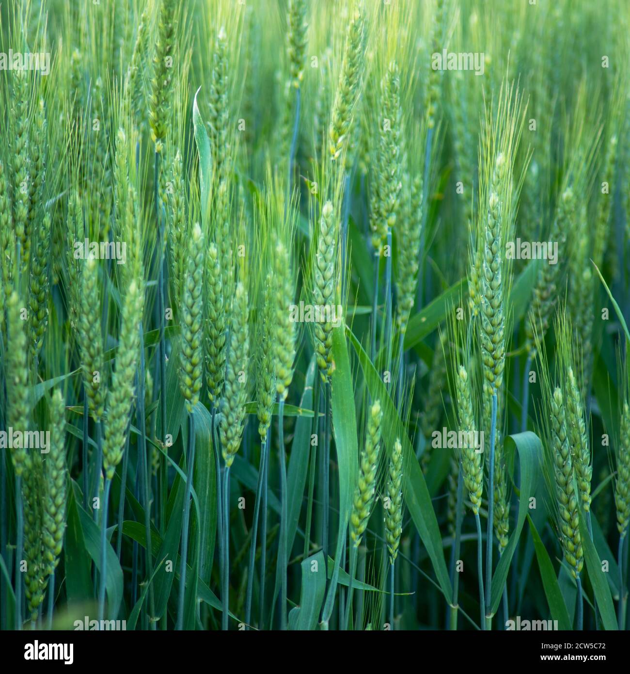 Close up image of blue stem wheat blowing in the breeze on a ...