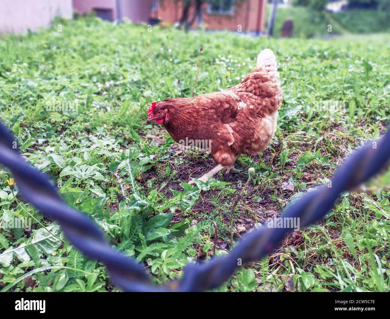 Brown domestic hen walking and digging earth looking for food at green ...