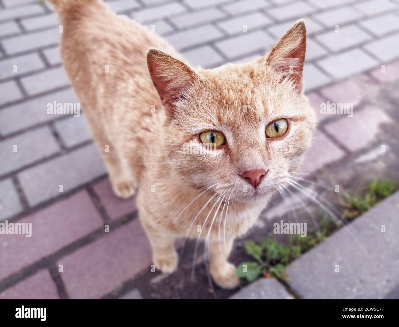 Fauna descriptions hi-res stock photography and images - Alamy