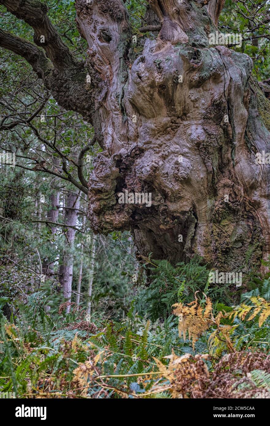 One of many ancient Oak trees in Thursford Wood, Thursford, Norfolk ...