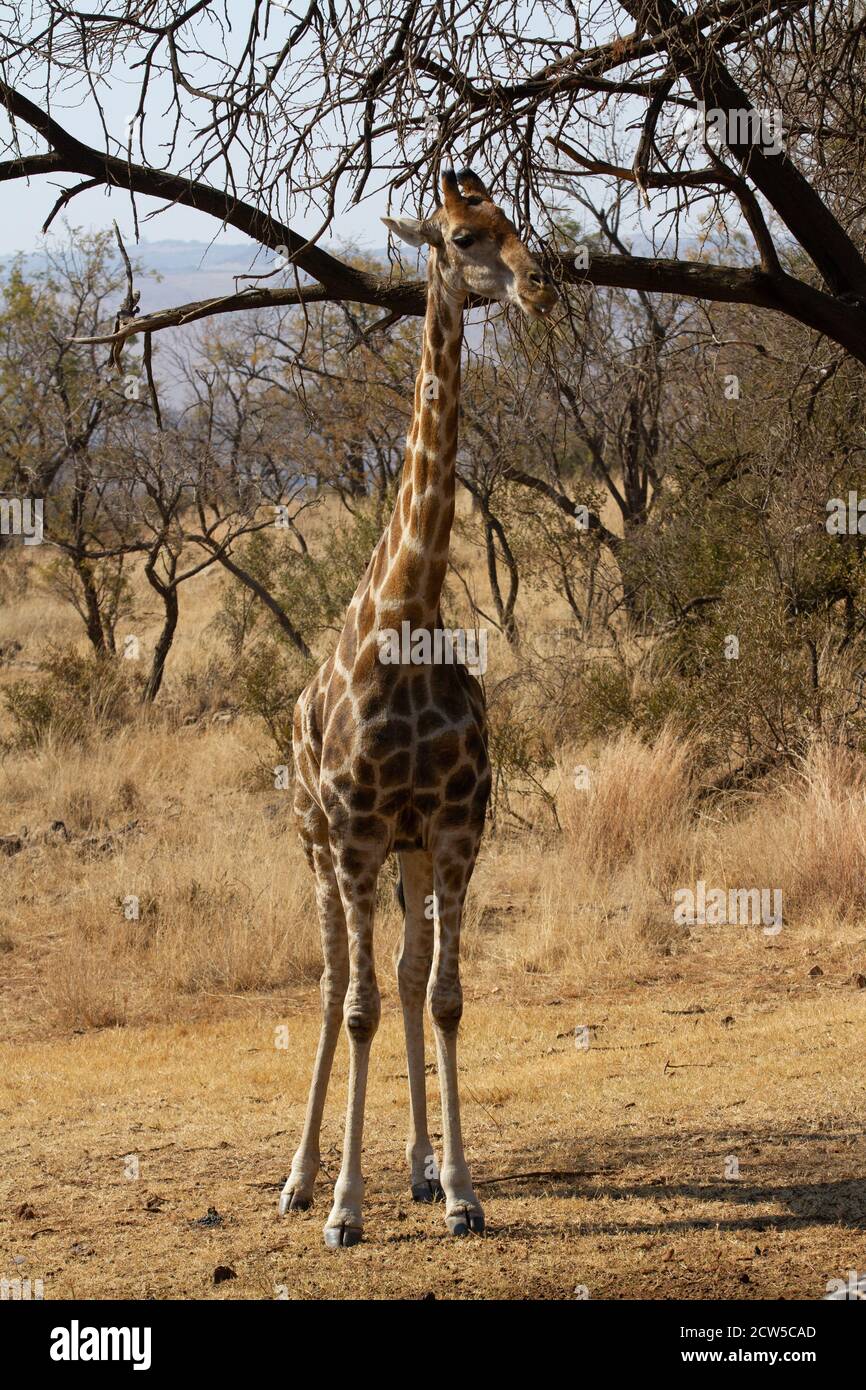 Safari in East Africa plains Stock Photo - Alamy
