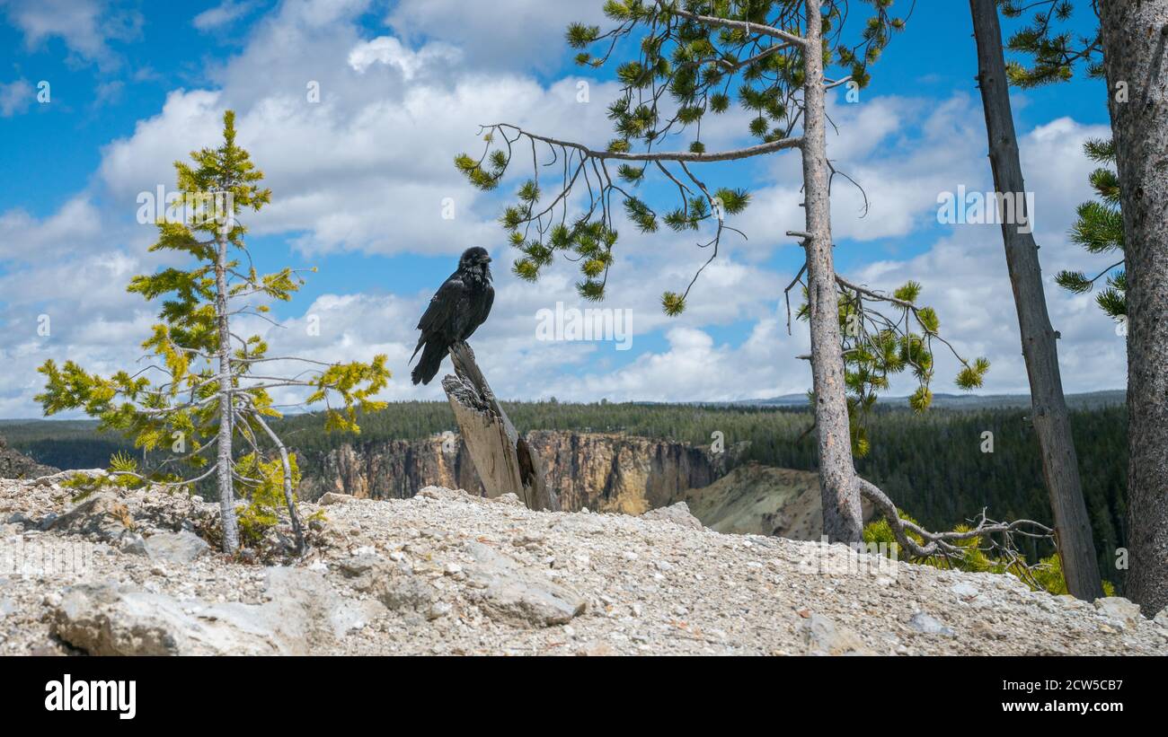 Raven yellowstone yellowstone national park hi-res stock photography ...