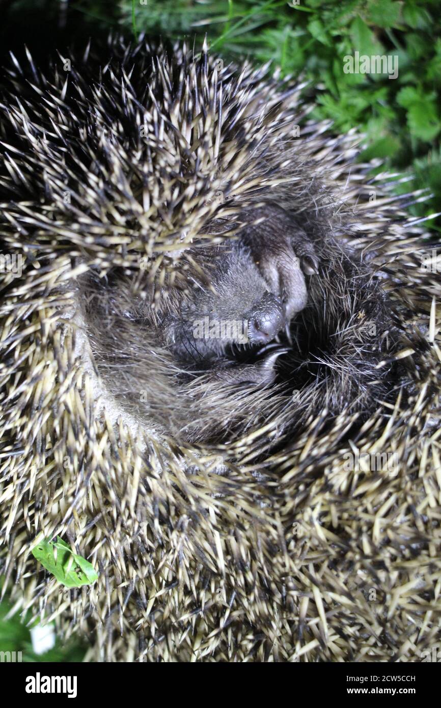 This is a European hedgehog that is quite rolled up. You can see that ...