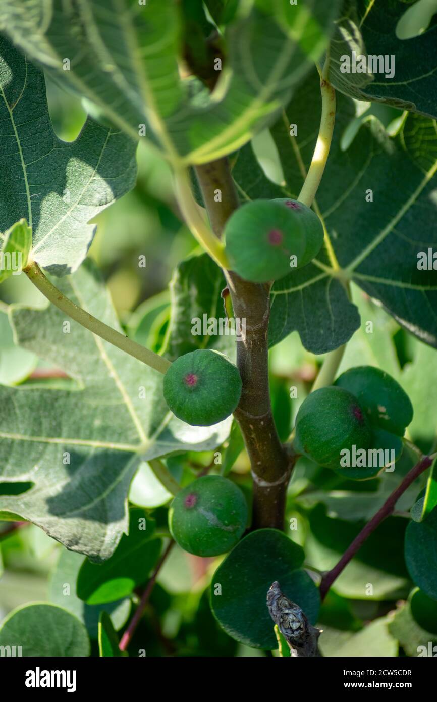 Caper plant hi-res stock photography and images - Alamy