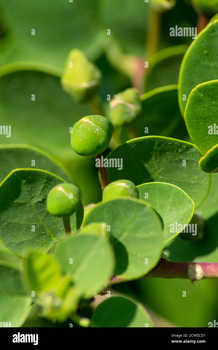 Caper plant hi-res stock photography and images - Alamy