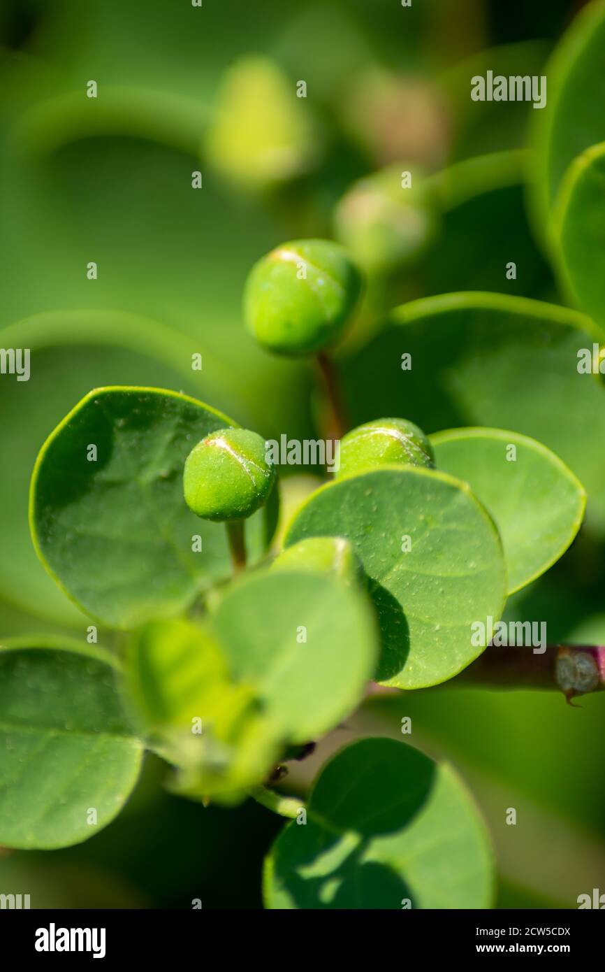 Caper plant hi-res stock photography and images - Alamy
