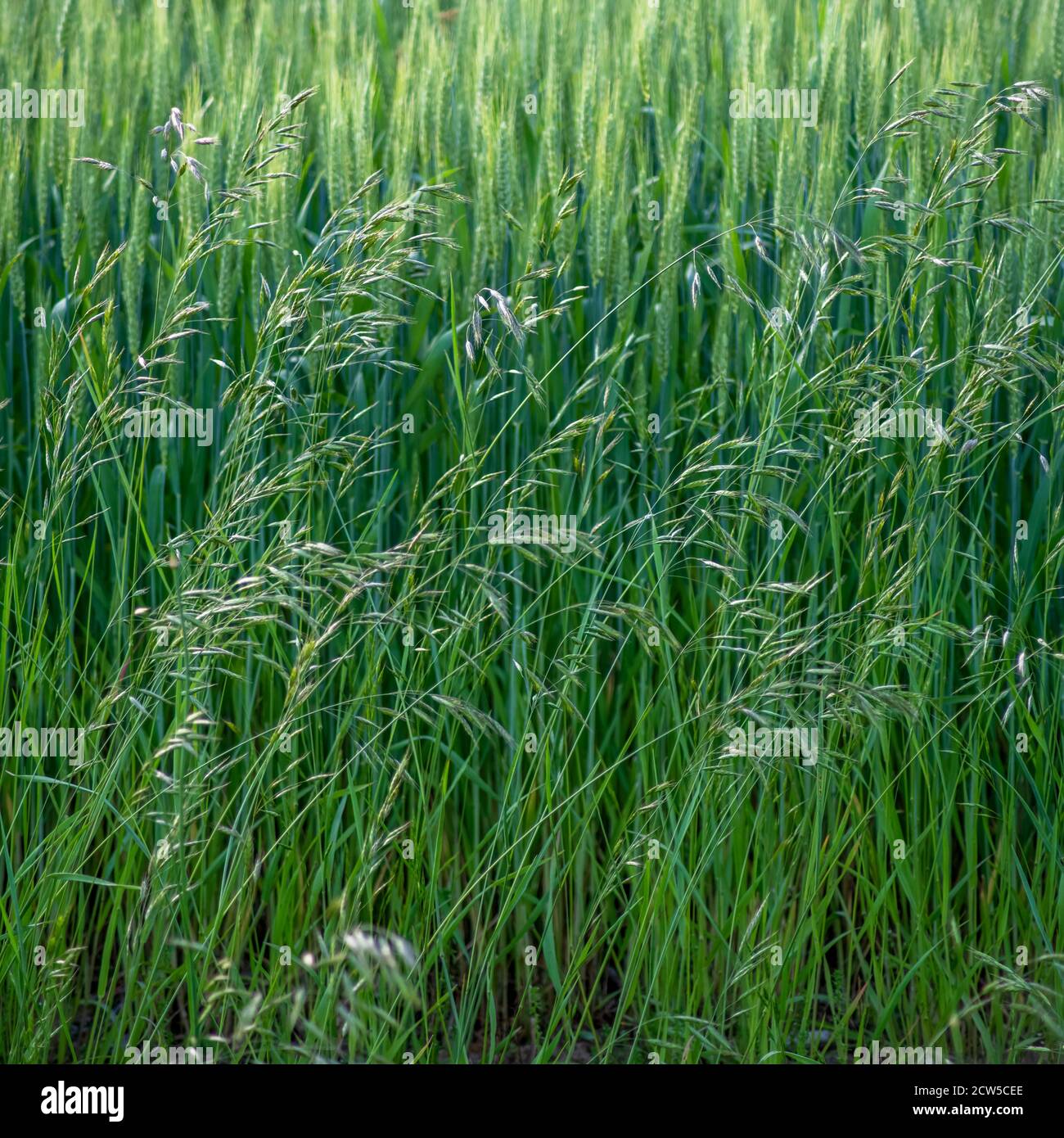 Abstract nature image of dancing, blowing fronds of elegant graceful ...