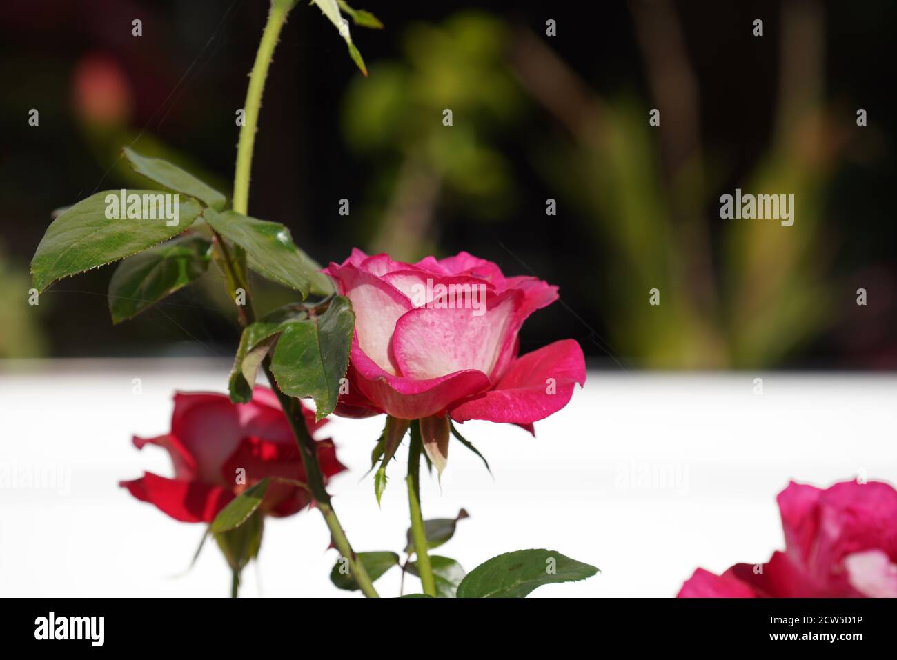 Closeup of red roses growing in a field under the sunlight with a ...