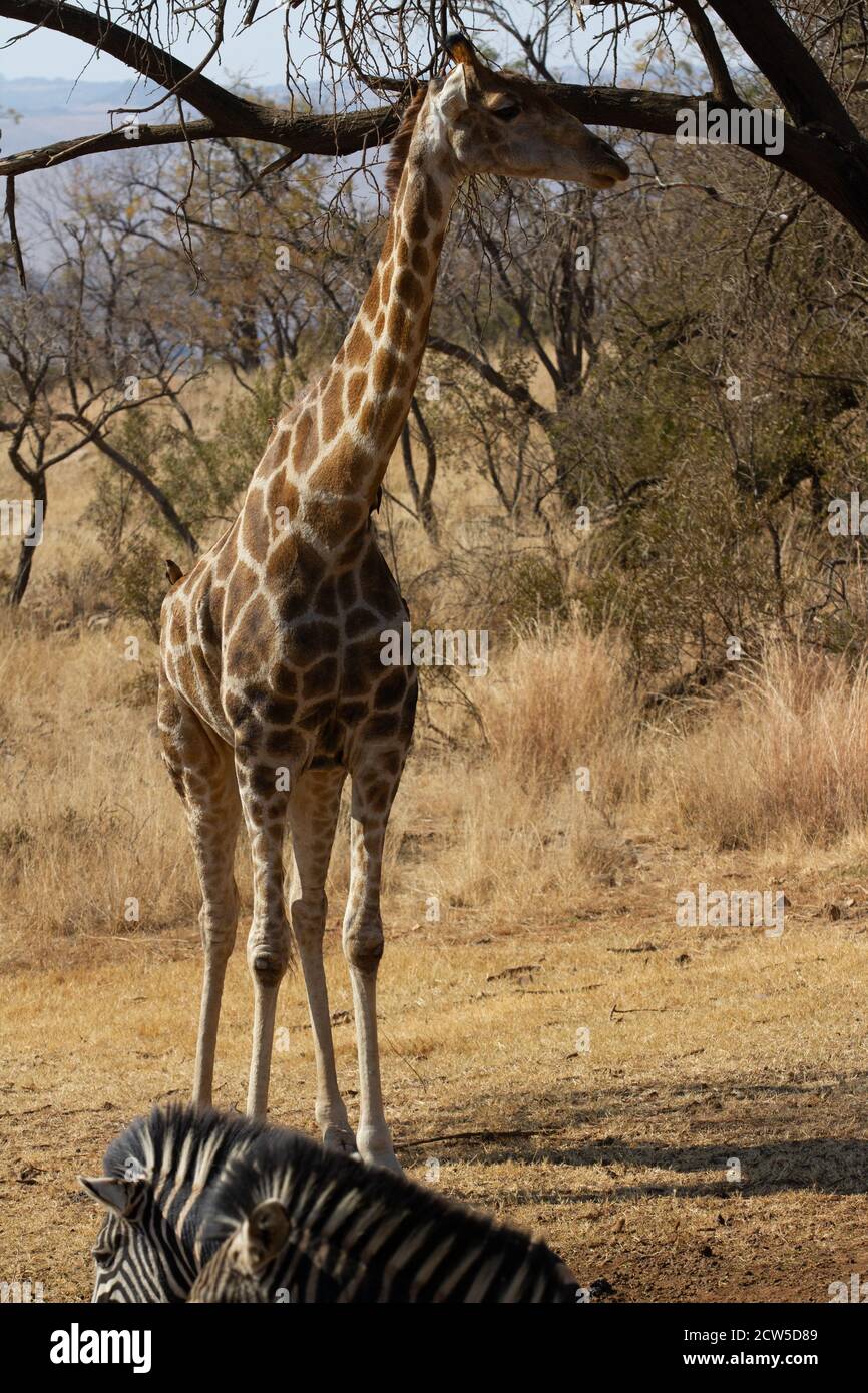 Safari in East Africa plains Stock Photo - Alamy