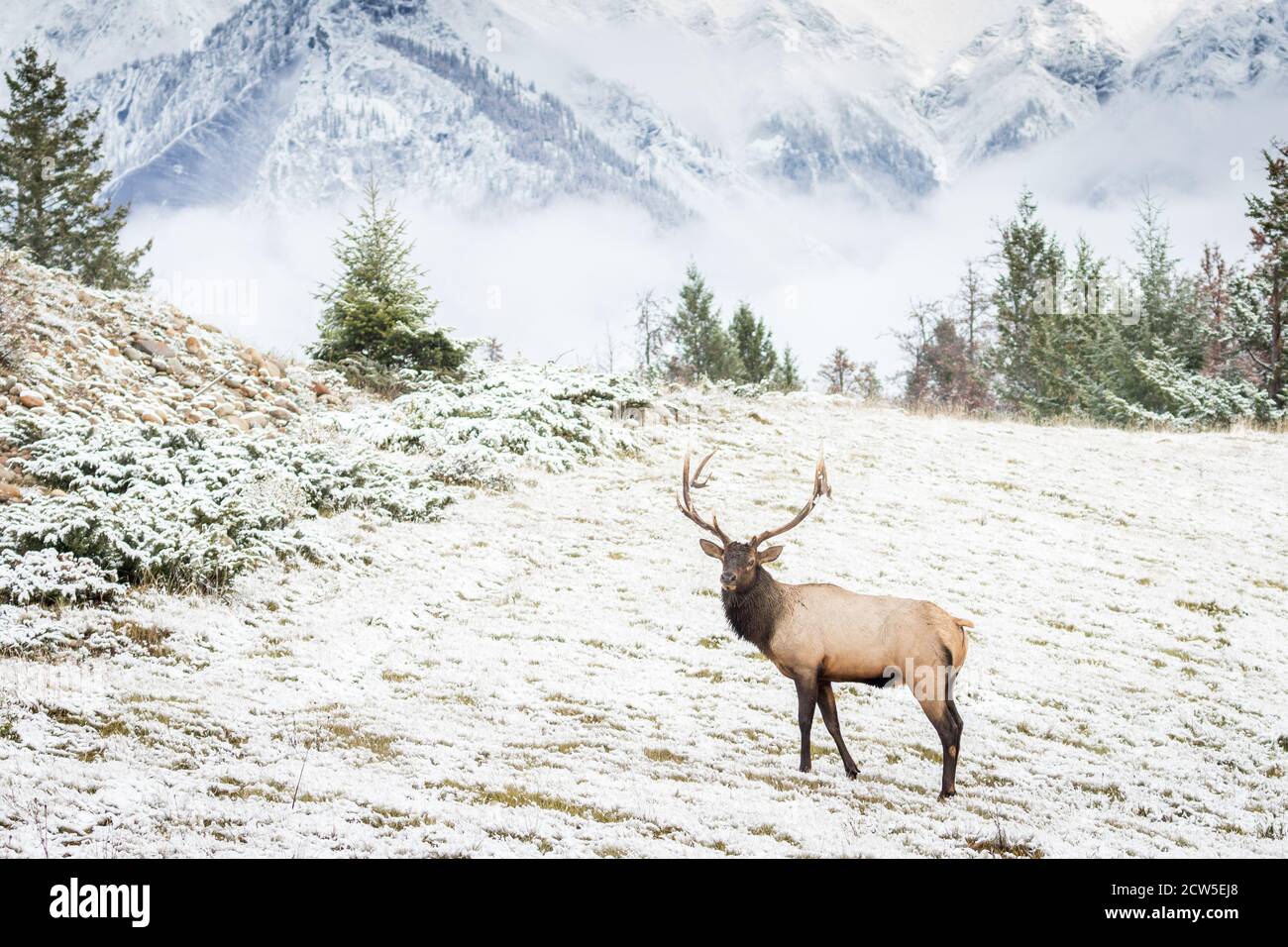 Impressive Rocky mountain bull elk walking in meadow Stock Photo - Alamy