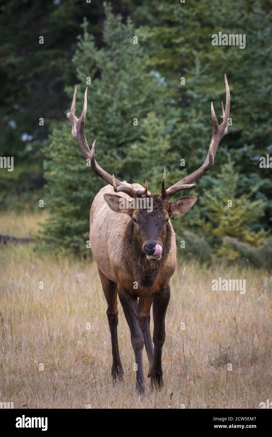 A mature bull elk standing in a field Stock Photo - Alamy