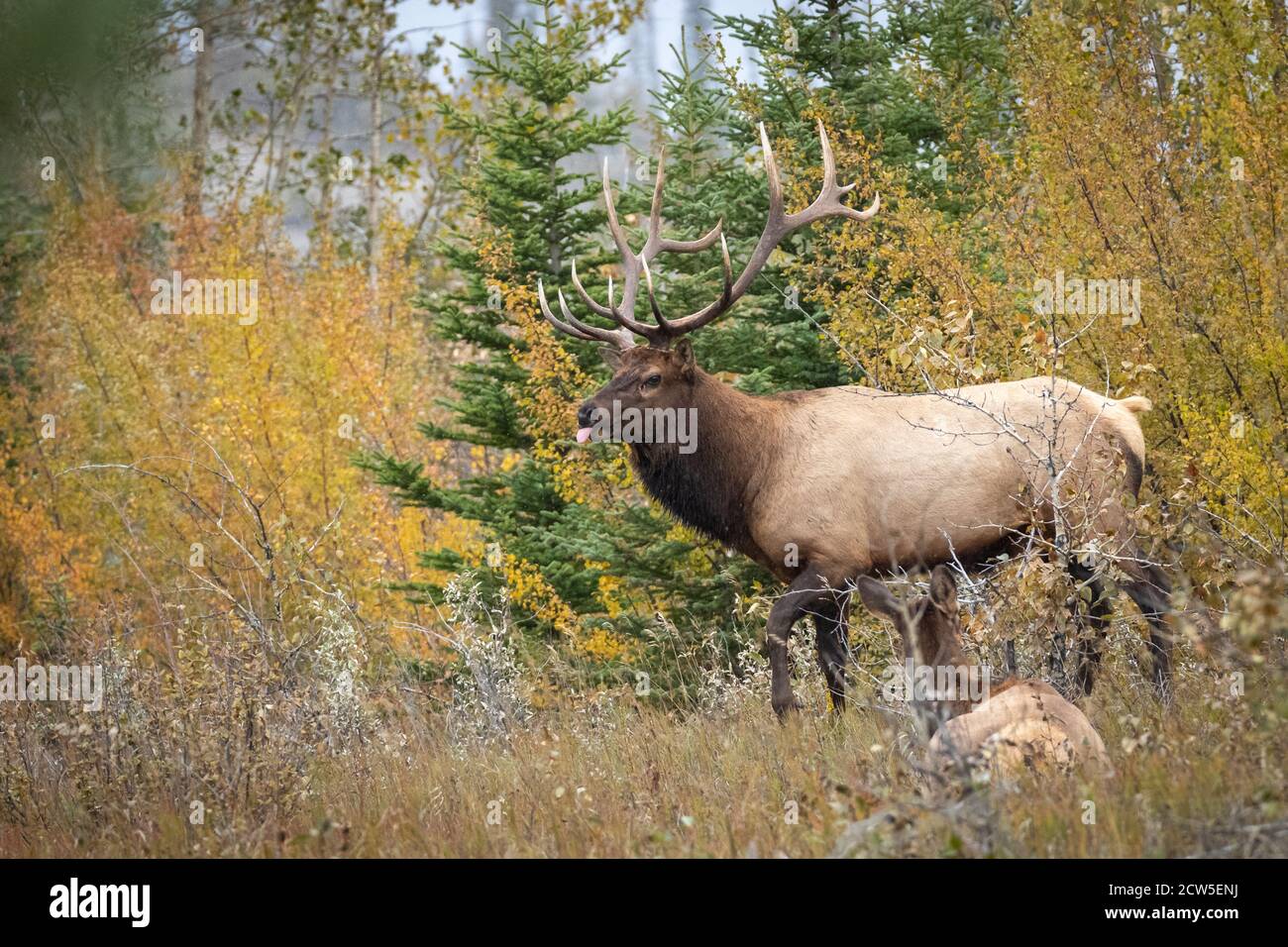 Large mature bull elk in beautiful fall colour brush Stock Photo - Alamy