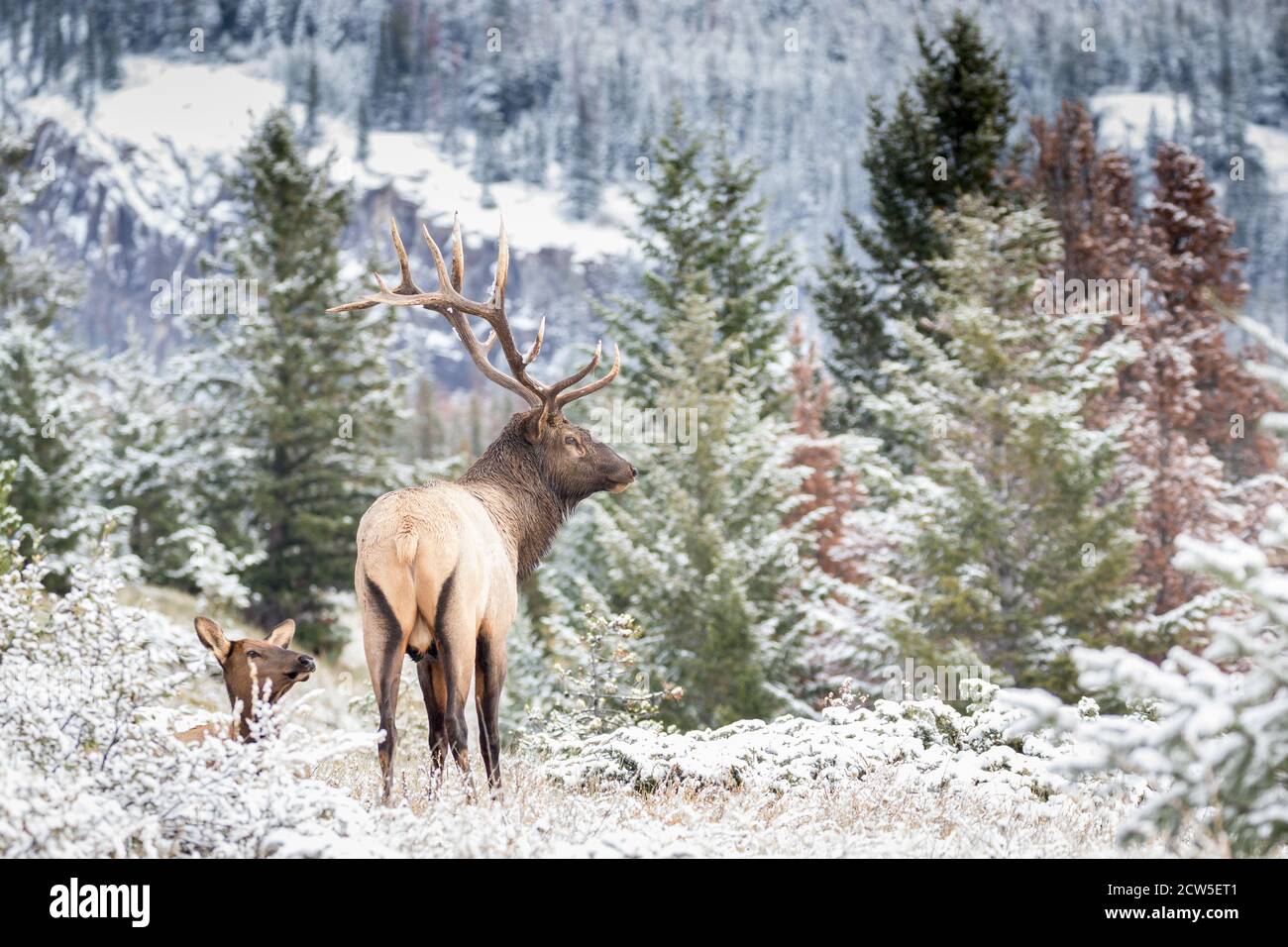 Breeding cow mating hi-res stock photography and images - Alamy