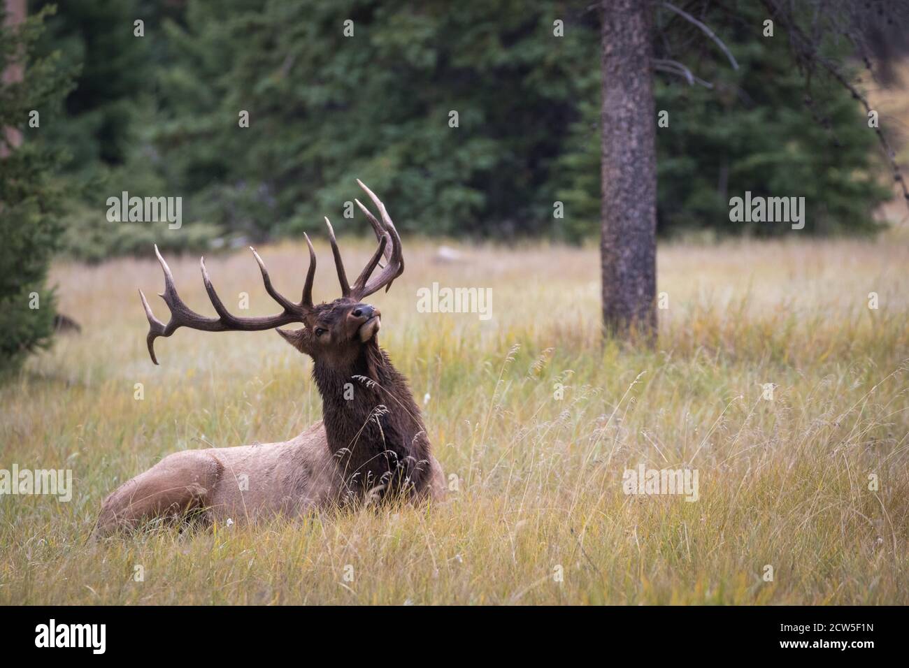 Bull elk in rutting hi-res stock photography and images - Alamy