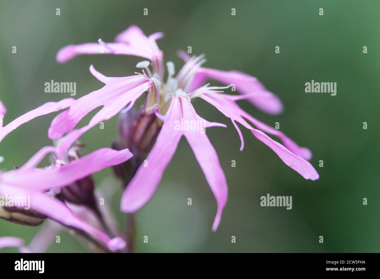 Silene flos-cuculi ragged robin Stock Photo - Alamy